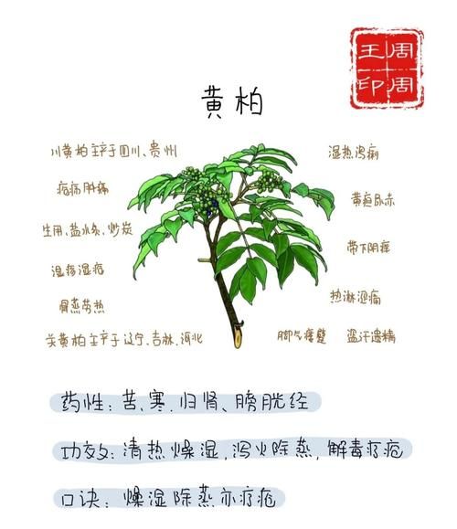 黄柏的功效与作用_黄柏怎么使用最有效-第1张图片-山城妙识