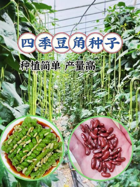 豇豆拼音有几个读音_豇豆怎么读才正确-第1张图片-山城妙识
