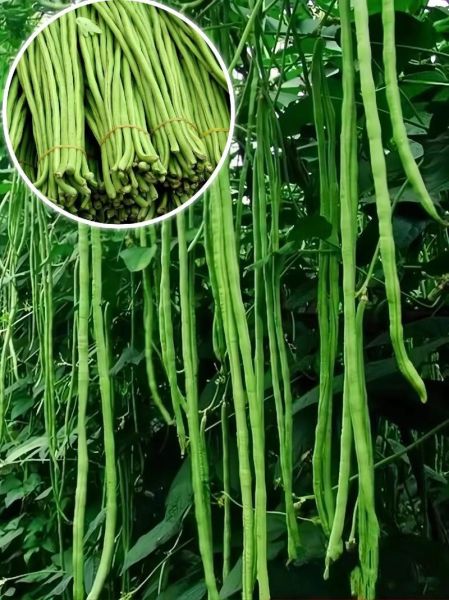 豇豆拼音有几个读音_豇豆怎么读才正确-第3张图片-山城妙识