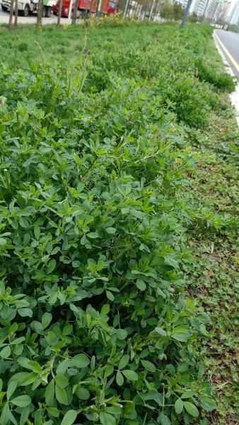 金花菜和苜蓿菜的区别_金花菜是不是苜蓿-第1张图片-山城妙识
