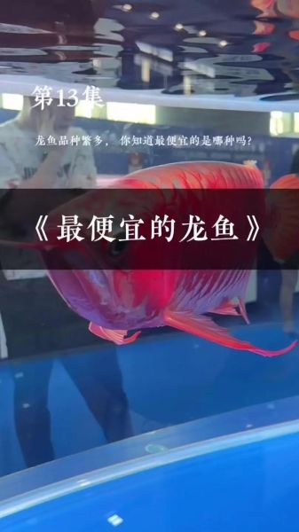 龙头鱼多少钱一斤_龙头鱼价格为什么波动大-第1张图片-山城妙识