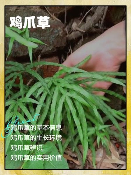 鸡爪草的功效与作用_鸡爪草能治什么病-第2张图片-山城妙识