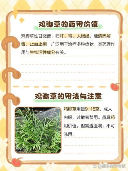 鸡爪草的功效与作用_鸡爪草能治什么病-第1张图片-山城妙识