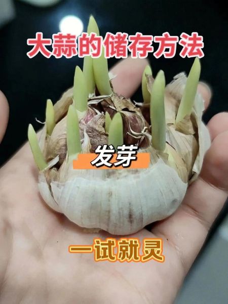 青蒜头怎么保存_青蒜头能放多久-第2张图片-山城妙识