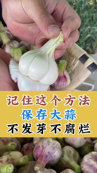 青蒜头怎么保存_青蒜头能放多久-第1张图片-山城妙识