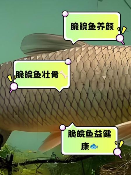脆皖鱼的功效与作用_脆皖鱼的禁忌有哪些-第3张图片-山城妙识
