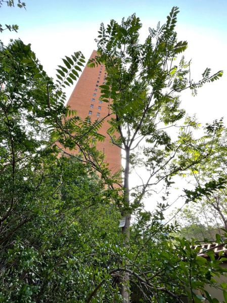 香椿树栽在什么位置好_香椿树适合种在院子哪个方位-第2张图片-山城妙识