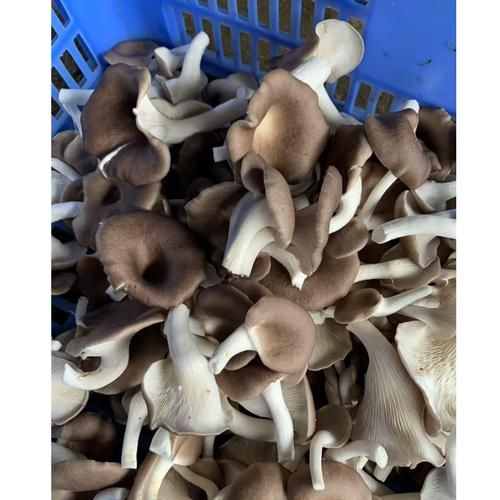 袖珍菇怎么做好吃_袖珍菇的家常做法-第2张图片-山城妙识