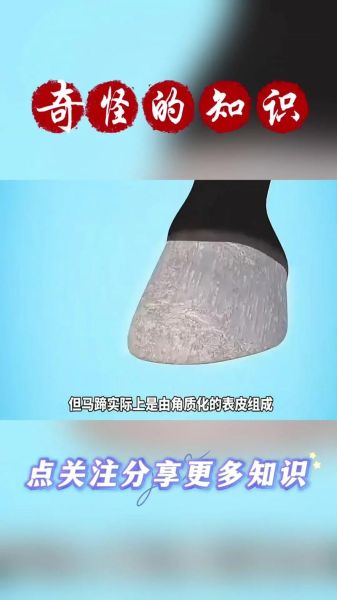 马蹄子结构图解_马蹄铁怎么钉-第1张图片-山城妙识