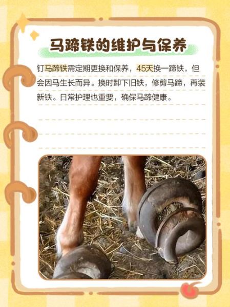 马蹄子结构图解_马蹄铁怎么钉-第3张图片-山城妙识