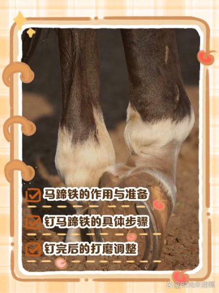 马蹄子结构图解_马蹄铁怎么钉-第2张图片-山城妙识