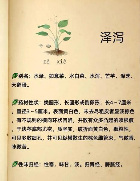 泽泻一天20克会伤肾吗_安全用量是多少-第3张图片-山城妙识