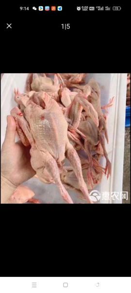 鸽子批发15一只靠谱吗_鸽子批发15一只哪里买-第1张图片-山城妙识