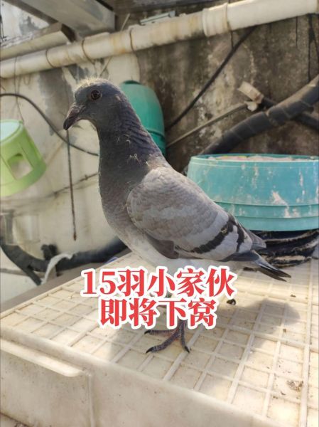 鸽子批发15一只靠谱吗_鸽子批发15一只哪里买-第2张图片-山城妙识