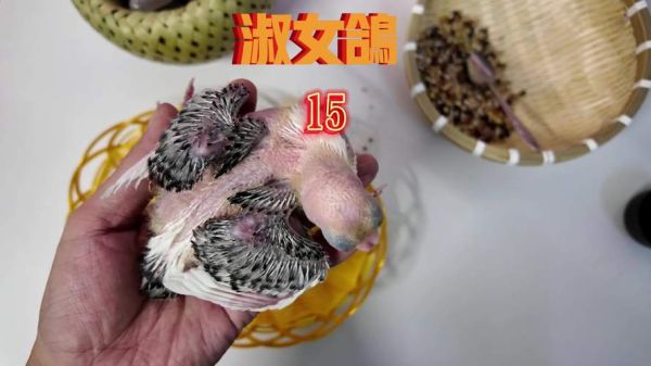 鸽子批发15一只靠谱吗_鸽子批发15一只哪里买-第3张图片-山城妙识