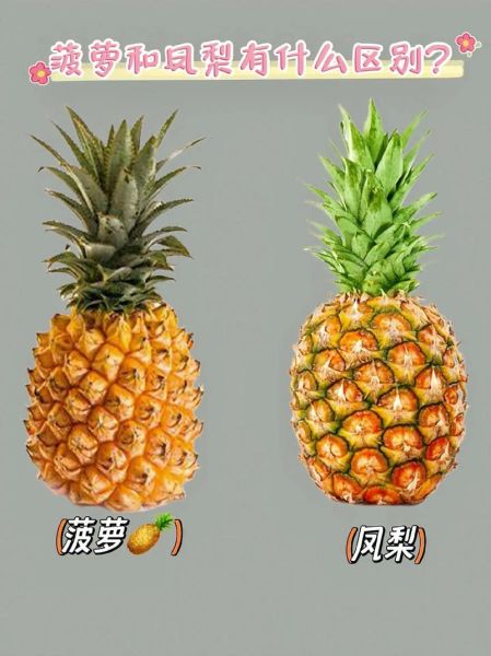 菠萝和凤梨有什么区别_怎么区分-第3张图片-山城妙识