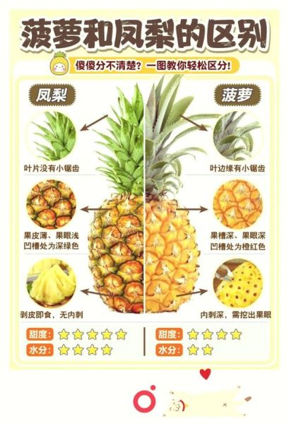 菠萝和凤梨有什么区别_怎么区分-第1张图片-山城妙识