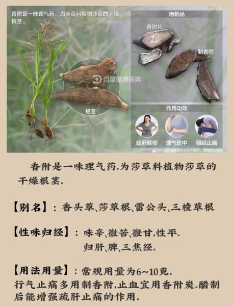 香附的功效与作用_香附主治哪些病-第1张图片-山城妙识