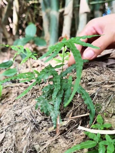 鸡爪子草图片_鸡爪子草长什么样-第1张图片-山城妙识