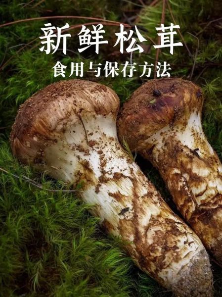 鲜松茸怎么保存_鲜松茸怎么吃最好吃-第3张图片-山城妙识