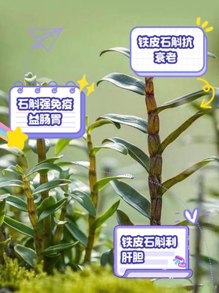 铁皮石斛怎么吃最好_铁皮石斛的功效与作用-第1张图片-山城妙识