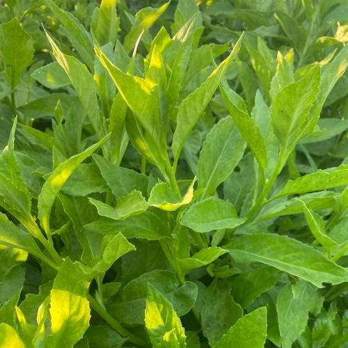 降糖草的功效与作用_降糖草怎么吃效果最好-第3张图片-山城妙识