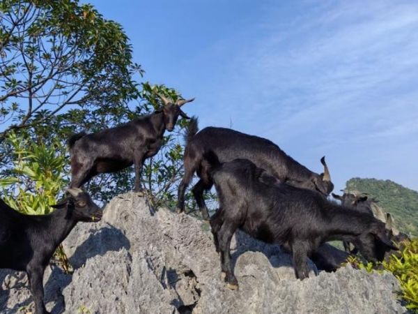 黑山羊养殖基地选址_黑山羊养殖成本-第1张图片-山城妙识