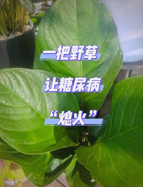 降糖草的功效与作用_降糖草怎么吃效果最好-第2张图片-山城妙识