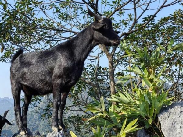 黑山羊养殖基地选址_黑山羊养殖成本-第2张图片-山城妙识