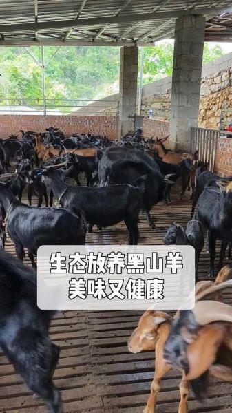 黑山羊养殖基地选址_黑山羊养殖成本-第3张图片-山城妙识