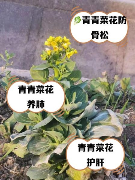 青花菜怎么保存_青花菜的营养价值-第3张图片-山城妙识