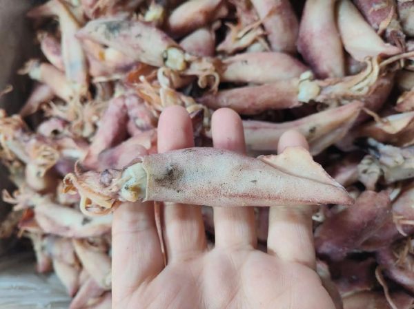 海兔价格多少一斤_海兔多少钱一斤-第1张图片-山城妙识