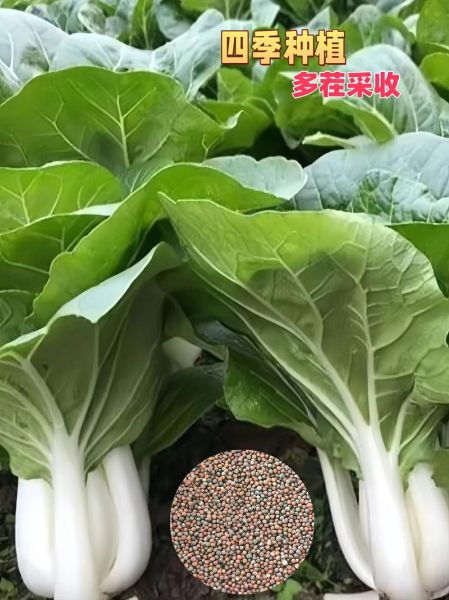 奶油白菜是哪里的菜_奶油白菜正宗做法-第2张图片-山城妙识