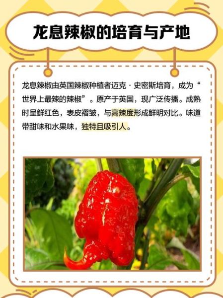龙息辣椒辣度多少_龙息辣椒能吃吗-第1张图片-山城妙识