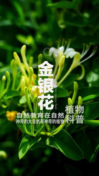 金银花种植技术_金银花种植前景怎么样-第1张图片-山城妙识
