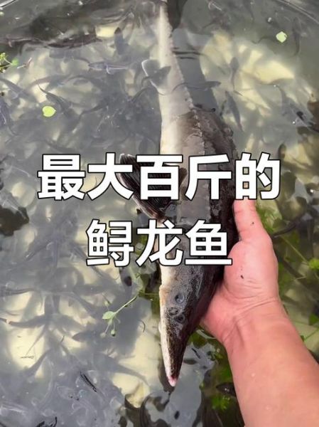 鲟龙鱼图片大全高清_鲟龙鱼长什么样-第1张图片-山城妙识