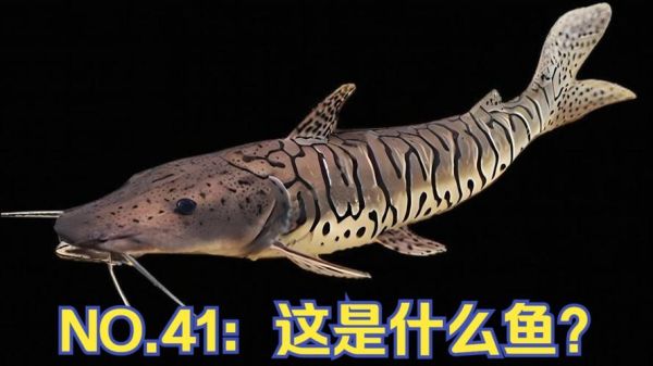 鸭嘴鱼图片长什么样_鸭嘴鱼是保护动物吗-第3张图片-山城妙识