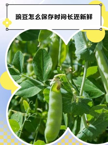 豌豆怎么保存新鲜_豌豆图片大全-第1张图片-山城妙识