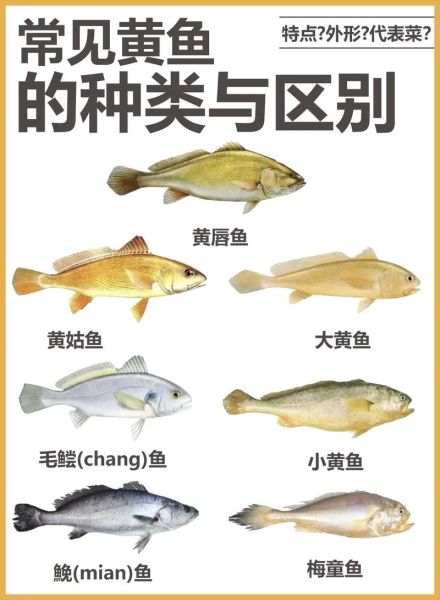 黄鱼和黄花鱼有什么区别_怎么区分-第1张图片-山城妙识
