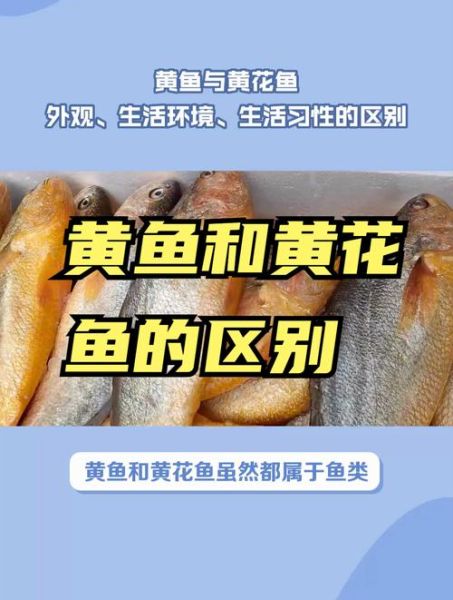 黄鱼和黄花鱼有什么区别_怎么区分-第3张图片-山城妙识