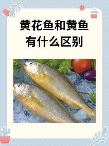 黄鱼和黄花鱼有什么区别_怎么区分-第2张图片-山城妙识