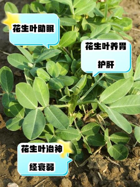 花生叶能治失眠吗_花生叶泡水喝的正确方法-第2张图片-山城妙识