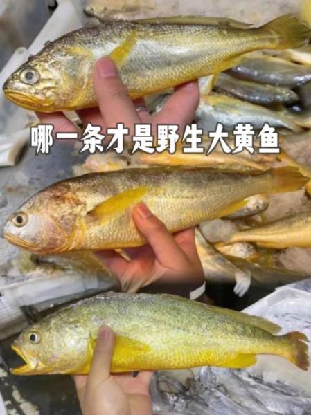 黄花鱼一般多大_黄花鱼大小怎么判断-第2张图片-山城妙识