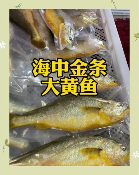 黄花鱼一般多大_黄花鱼大小怎么判断-第3张图片-山城妙识