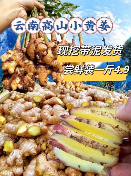 黄姜价格最新行情_黄姜多少钱一斤-第2张图片-山城妙识