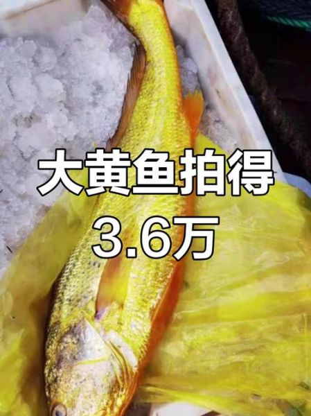野生大黄鱼最大多少斤_野生大黄鱼最大记录-第1张图片-山城妙识