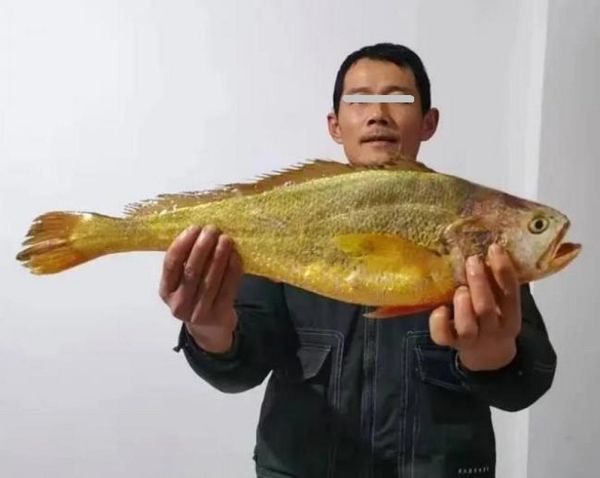 野生大黄鱼最大多少斤_野生大黄鱼最大记录-第3张图片-山城妙识