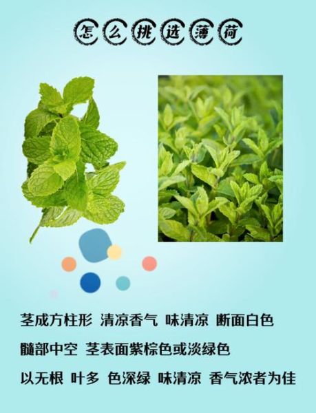 薄荷叶的功效与作用及禁忌_薄荷叶泡水喝的注意事项-第1张图片-山城妙识