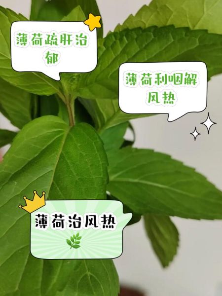 薄荷叶的功效与作用及禁忌_薄荷叶泡水喝的注意事项-第3张图片-山城妙识