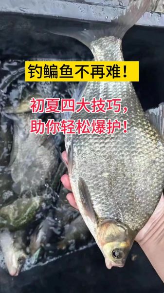 钓鳊鱼用什么饵料_钓鳊鱼最佳时间-第3张图片-山城妙识